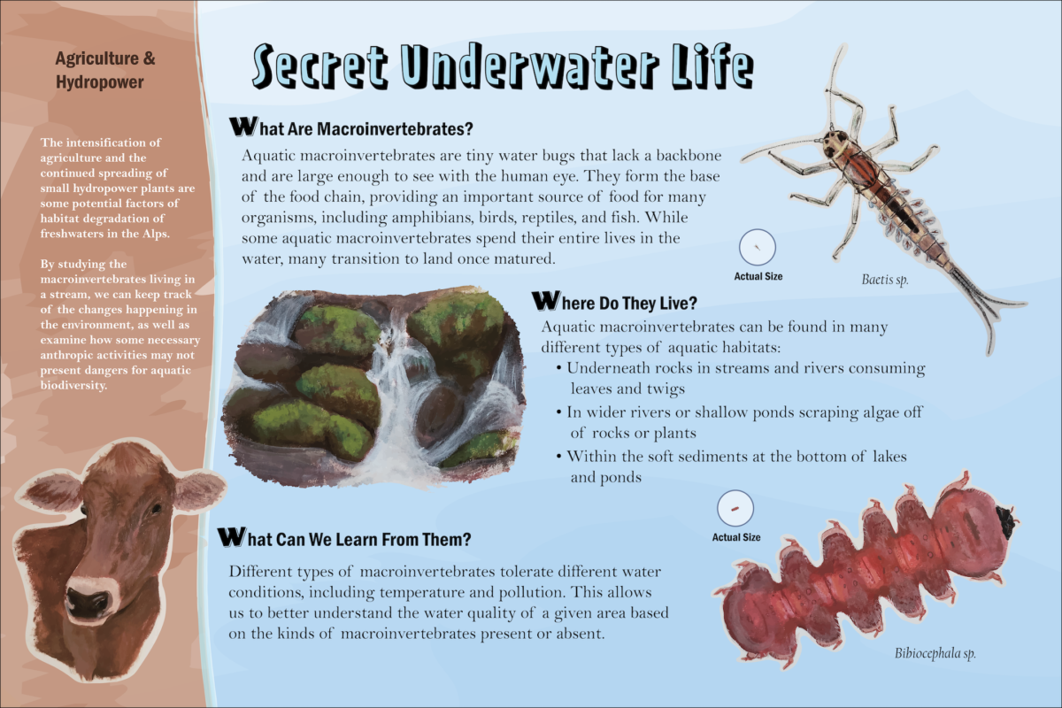 Secret Underwater Life by Lauren Jenny - Water@UW-Madison