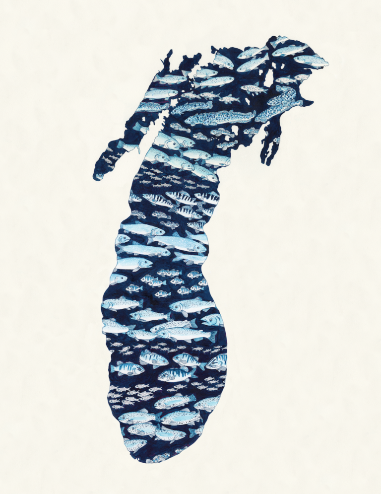 Lake Michigan Food Web by Allyson Mills - Water@UW-Madison